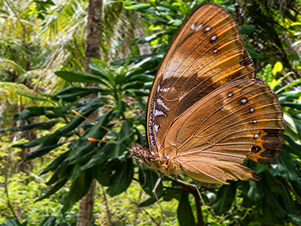 12 Fascinating Animals & Creatures You'll Encounter on Guam